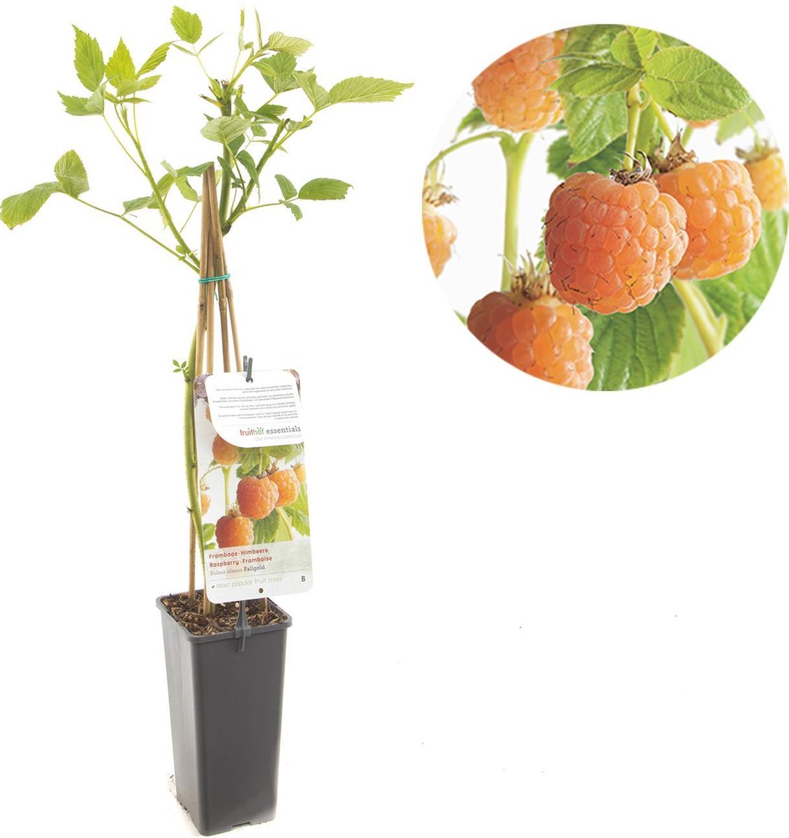 Rubus idaeus Fallgold | bol.com