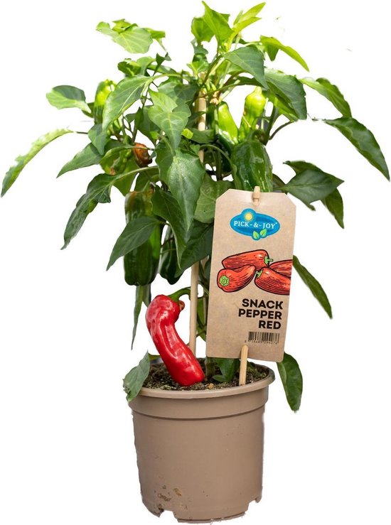 Pick & Joy paprikaplant | bol