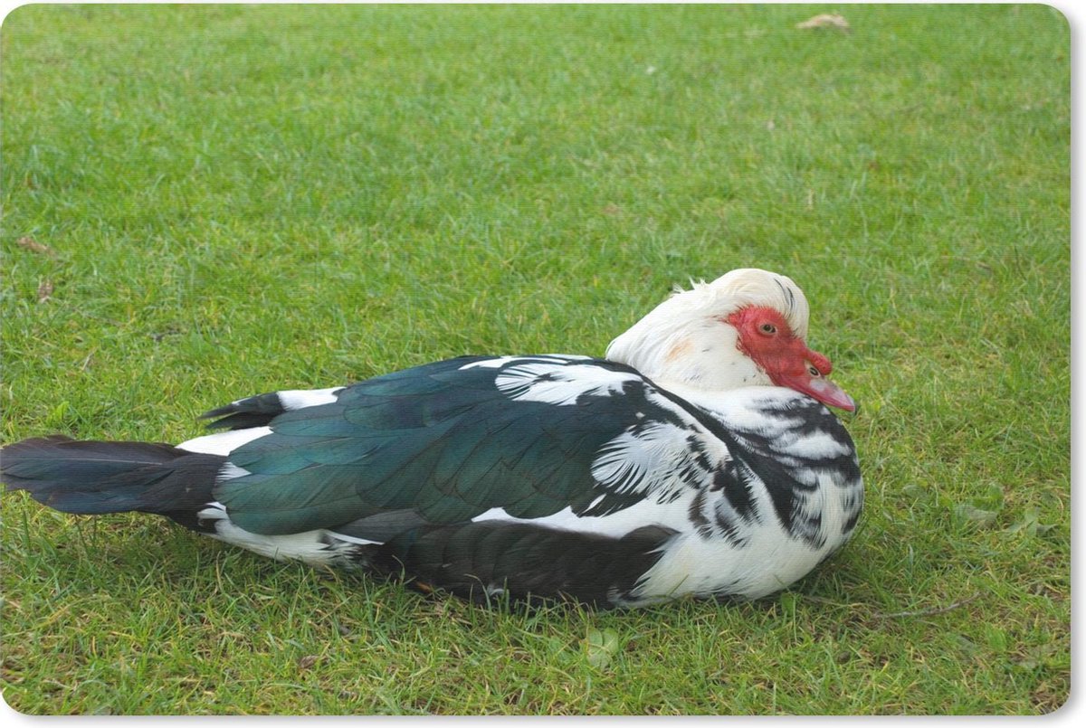 Muismat Muskuseend - Muskus eend in gras muismat rubber - 60x40 cm ...