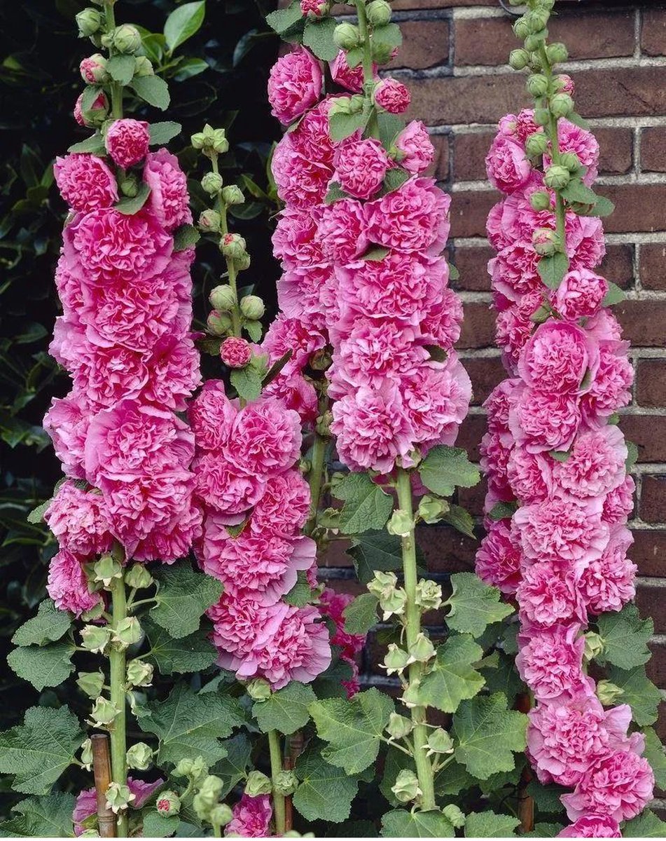 6x Stokroos (Alcea rosea 'Roseum') - P9 pot (9x9) | bol.com