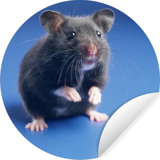 Hamster gris foncé fond bleu sticker papier peint cercle mural 100x100 ...