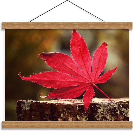Schoolplaat – Rood Esdoornblad - Maple Leaf - 40x30cm Foto op Textielposter... | bol