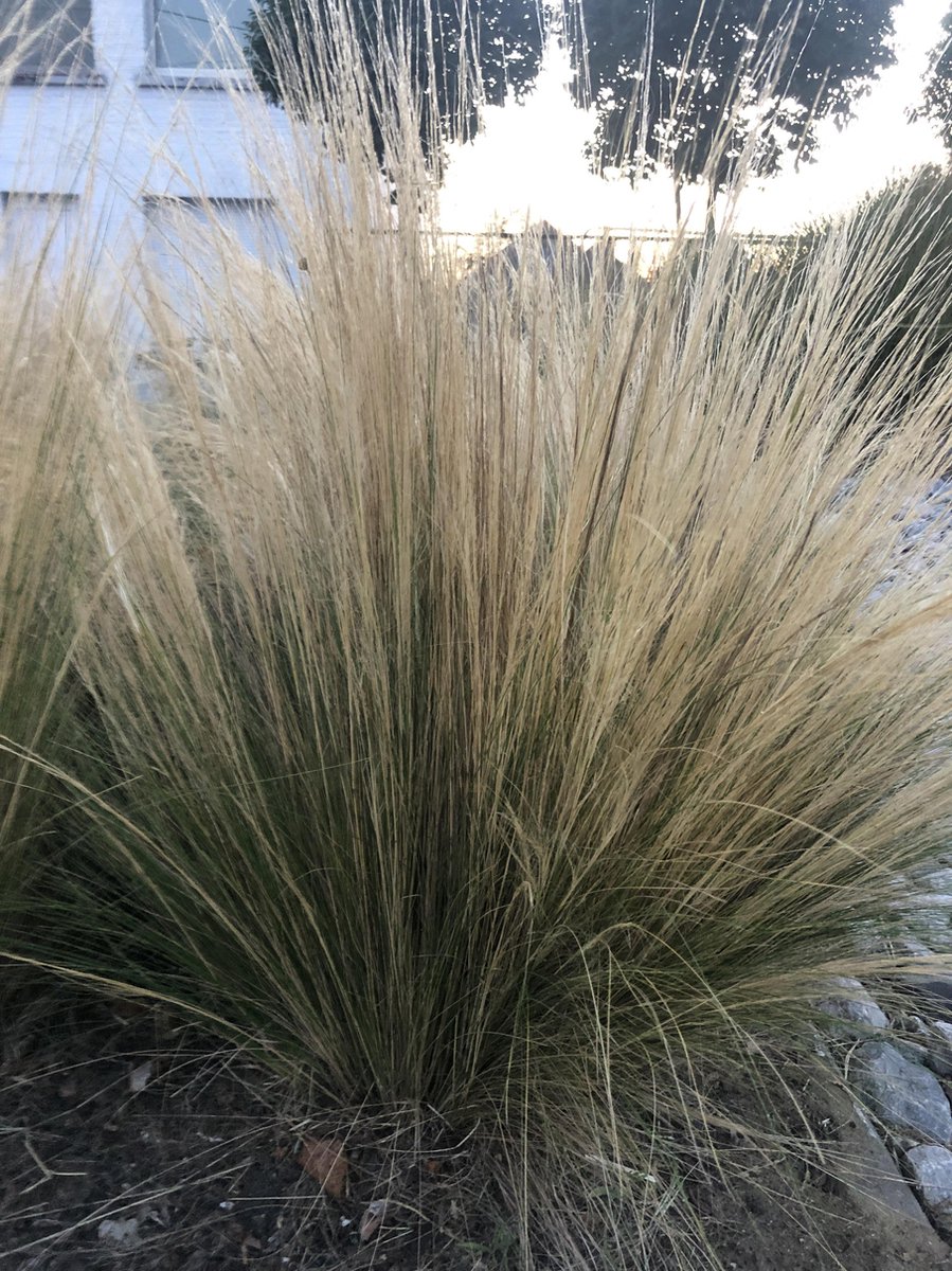 6 x Stipa Tenuifolia - Vedergras pot 9x9cm | bol.com