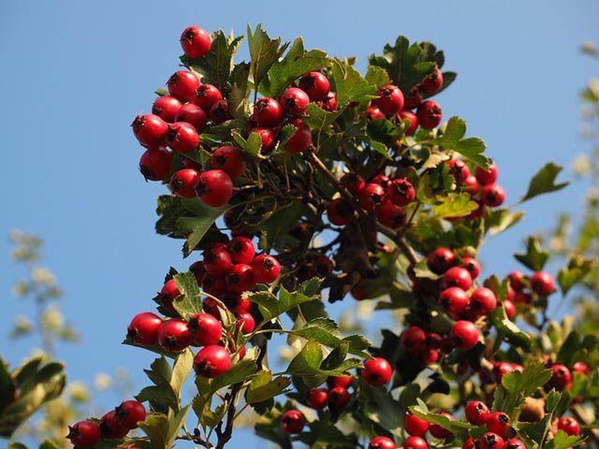 Crataegus lavalleei 'Carrierei' Meidoorn | bol.com