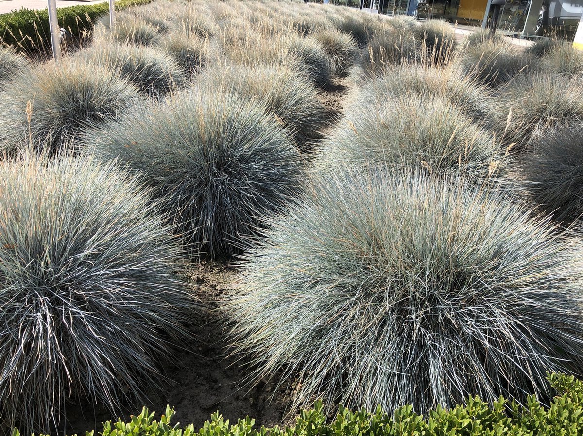 6 x Festuca Glauca 'Elijah Blue' - Zwenkgras of schapengras pot 9x9cm ...
