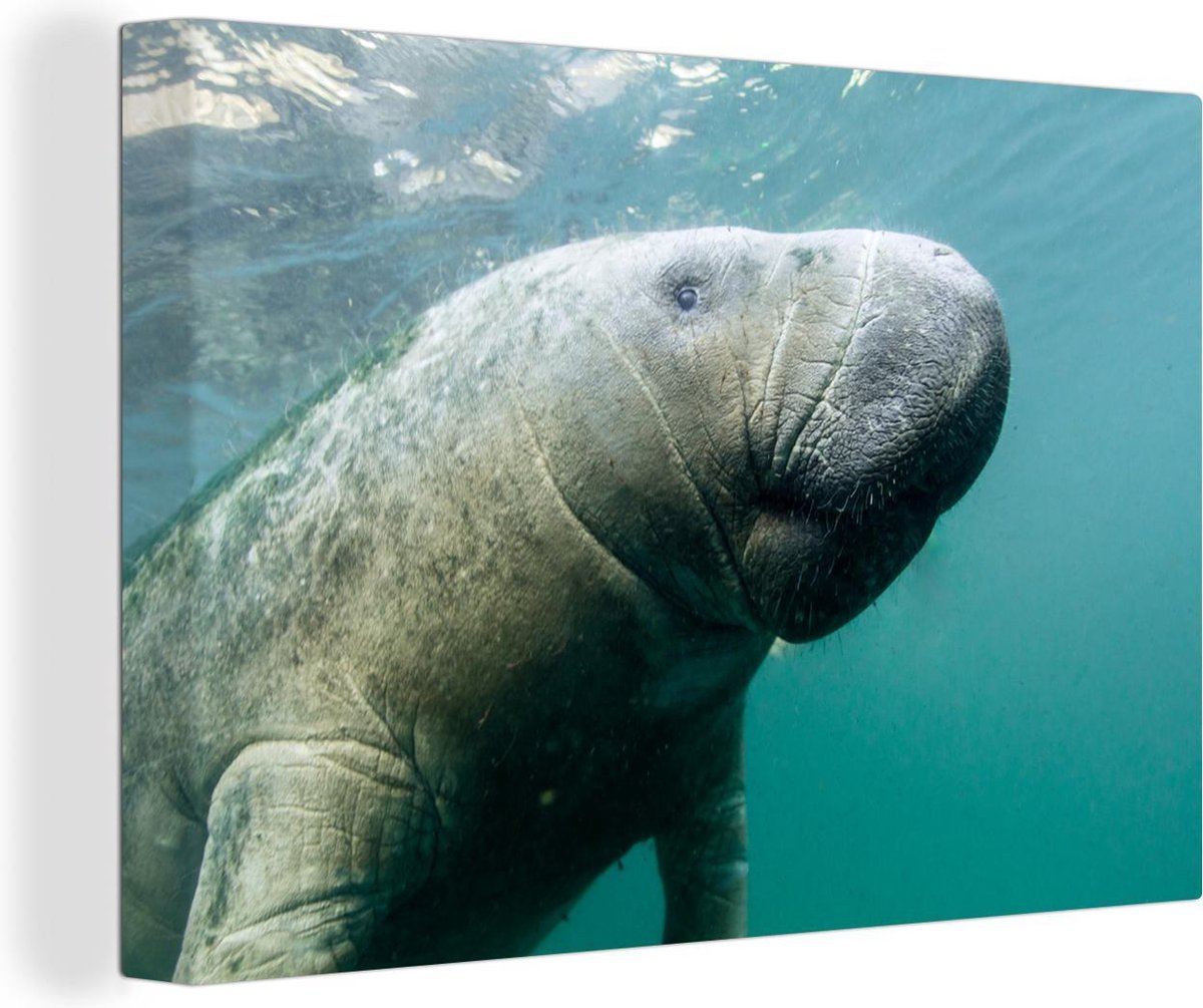 Canvas Schilderijen - Onderwaterfoto van een Lamantijn - 140x90 cm ...
