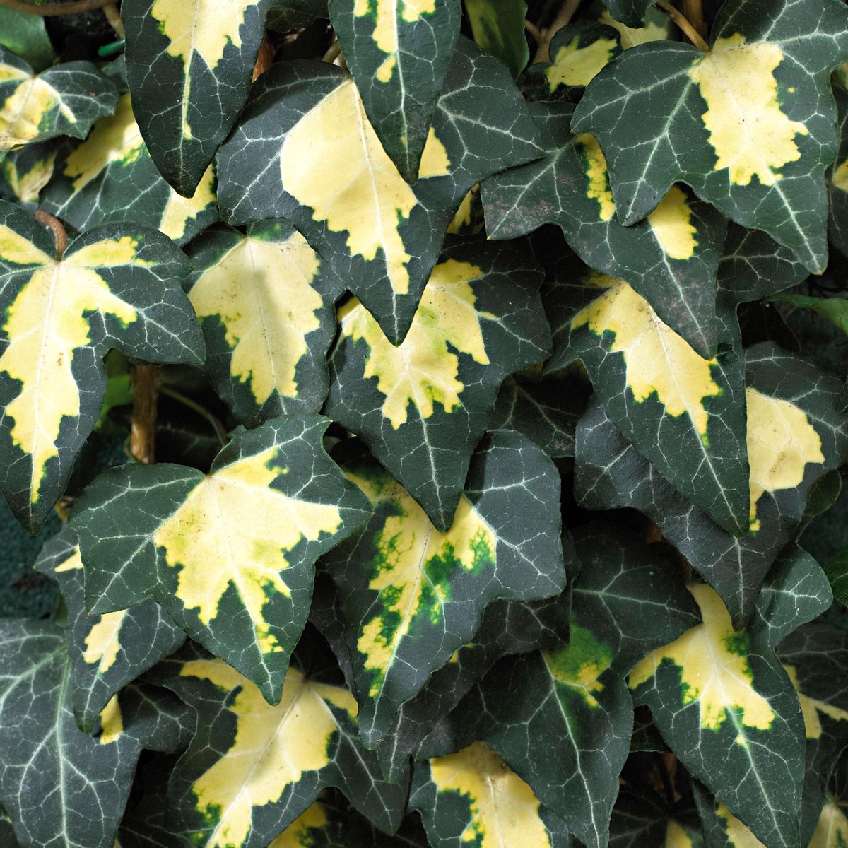 Hedera helix Goldheart - Klim-op plant - Tuinplant ↑ 55-65cm - Ø 15cm ...