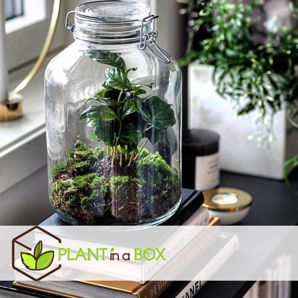 Plant in a Box – Ecosystem Jar – Coffea Arabica - Pot ⌀18 cm -Hoogte ↕ 30cm | bol.com