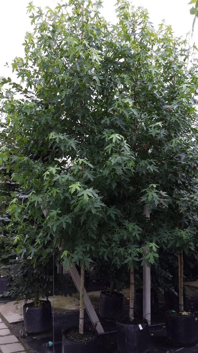 Amberboom als leiboom | Lei-Liquidambar styraciflua Worplesdon | Stamomtrek: 12-14 cm... | bol.com