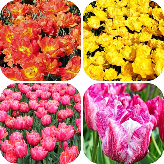 48 Tulpenbollen Deluxe geschenkpakket 4 + Tilly Tulp Knuffel XL - Tulip ...