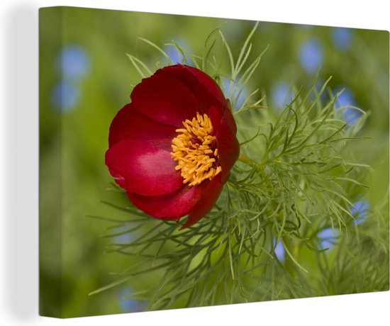 Canvas Schilderij De rode pioenroos met een groene achtergrond - 30x20 ...