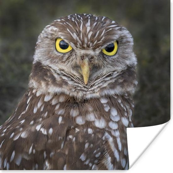 Chouette des cavernes aux yeux jaune vif poster papier 100x100 cm ...
