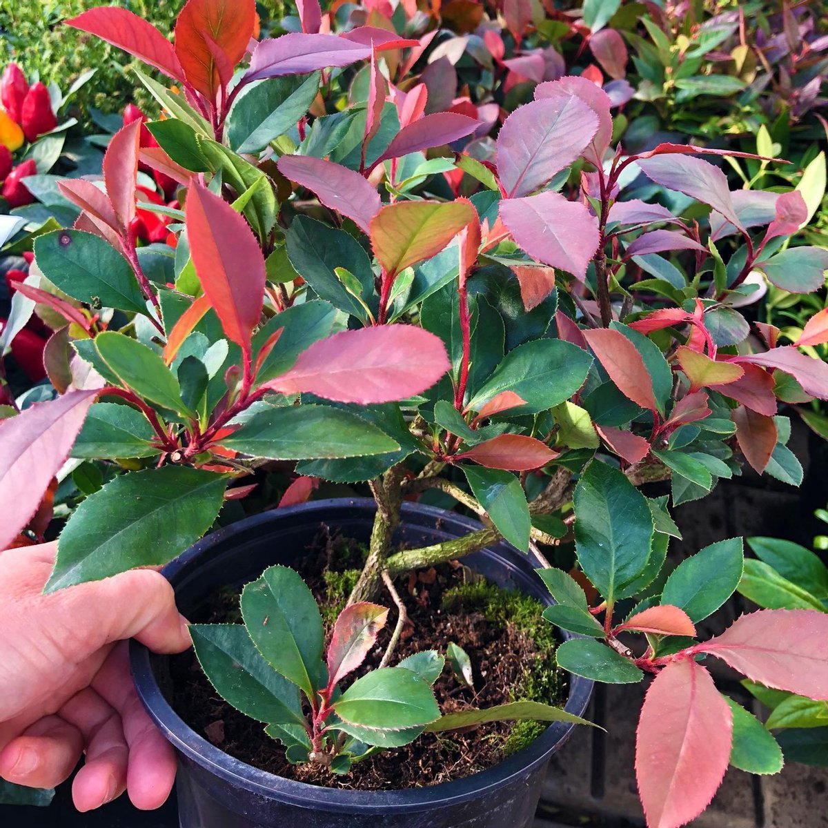 Glansmispel - Photinia struik - Little Red Robin - ca. 30cm hoog ...