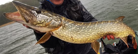 Savage Gear 3D River Roach 12cm 17g Vuurtijger - Top Art Show | bol