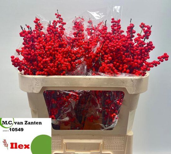 10x Ilex verticillata 70cm | bol