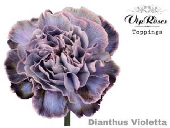 40x Dian. violetta 60cm | bol