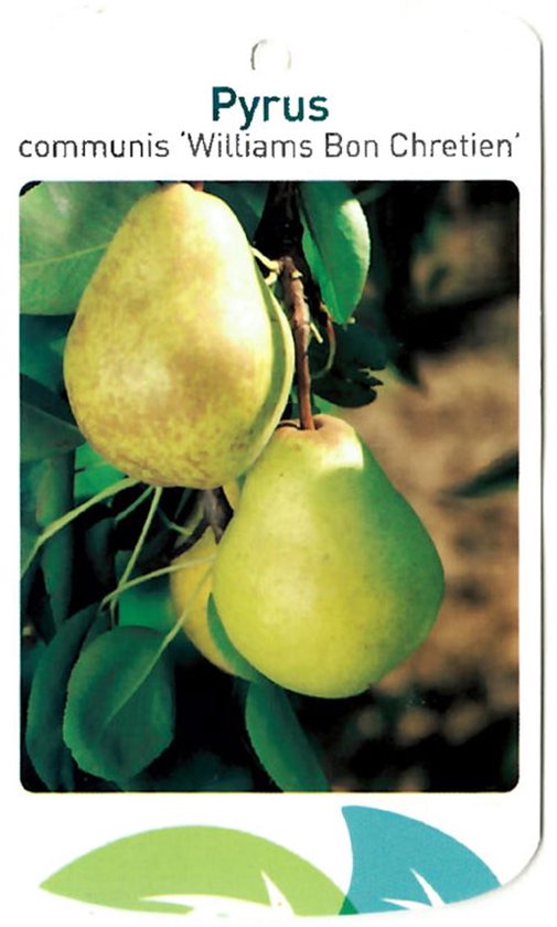 Oosterik home - Pyrus Communis Williams Bon Chretien | bol