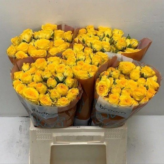 10x Rosa ramona 40cm | bol