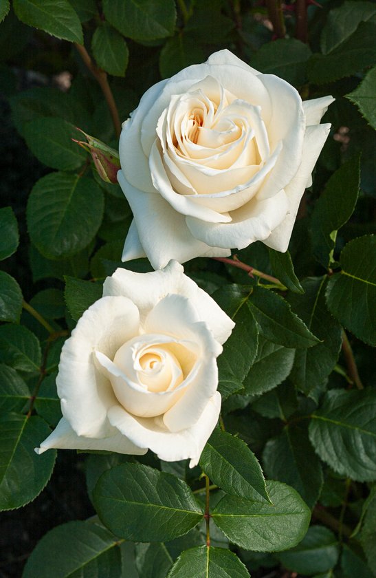 GARDENZO - Stamrozen XXL Wit x3 - Rozen op stam - Winterhard - 110-140 ...