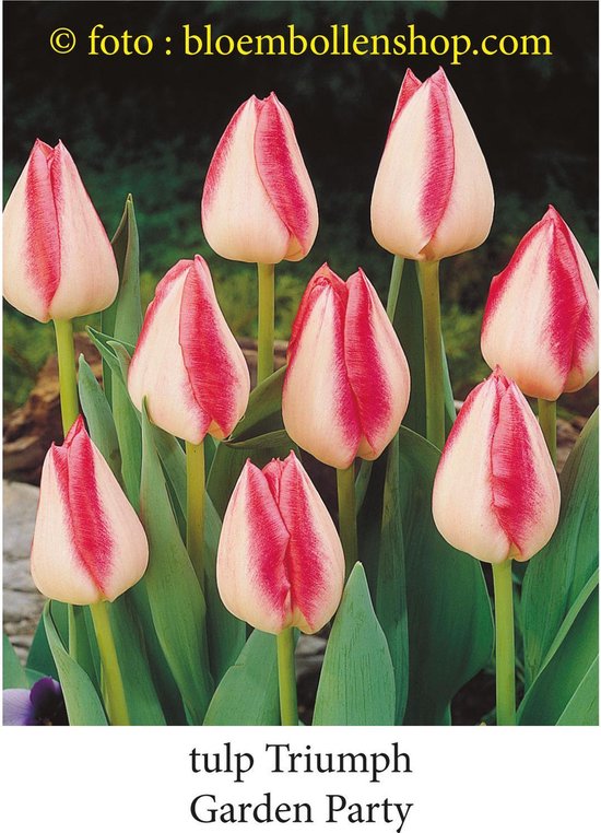 tulp Garden Party 25 bollen maat 12/+ tulpen - bloembollen ...