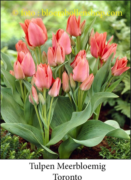 tulp Toronto 25 bollen maat 12/+ tulpen bloembollen | bol
