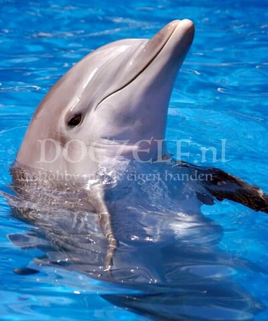 Diamond Painting Flipper de dolfijn Diamond Painting 25x30cm. DP ...
