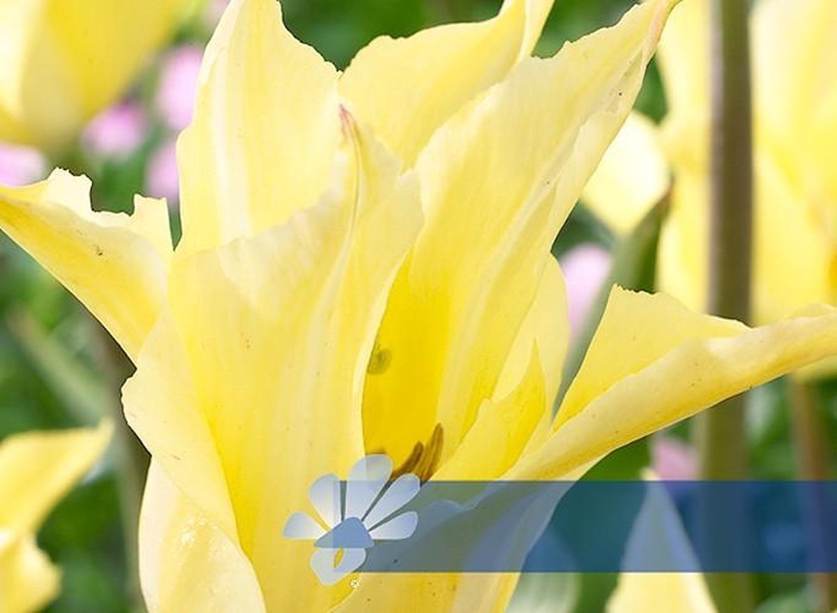 25 Tulpenbollen Florijn Chic - Bloembollen - Tulpen - Bollen - Bulbs - Tulip -... | bol.com