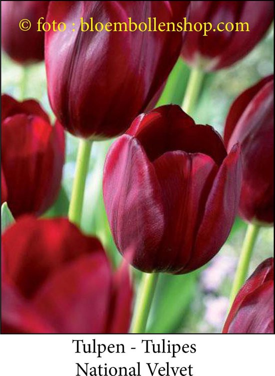 tulp National Velvet 25 bollen maat 12/+ tulpen bloembollen | bol.com