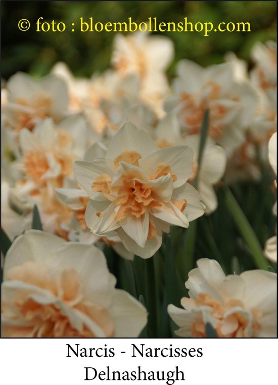 narcis Delnashaugh 25 bollen maat 15/17 dubbele narcis | bol