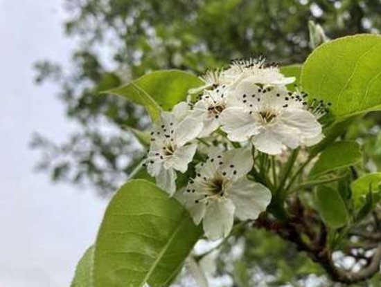 Pyrus calleryana 'Chanticleer' - Sierpeer, Leisierpeer, Sierperelaar 14 ...