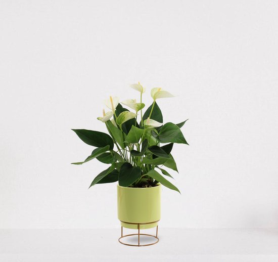 Anthurium Wit in sierpot Emma lime green – bloeiende kamerplant ...