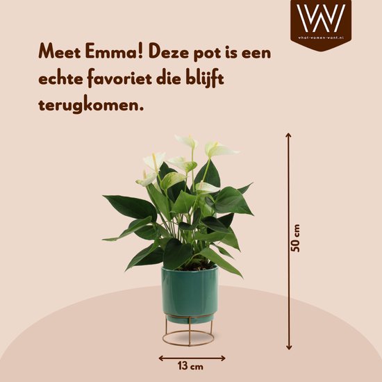 Anthurium Wit in sierpot Emma emerald green – bloeiende kamerplant ...