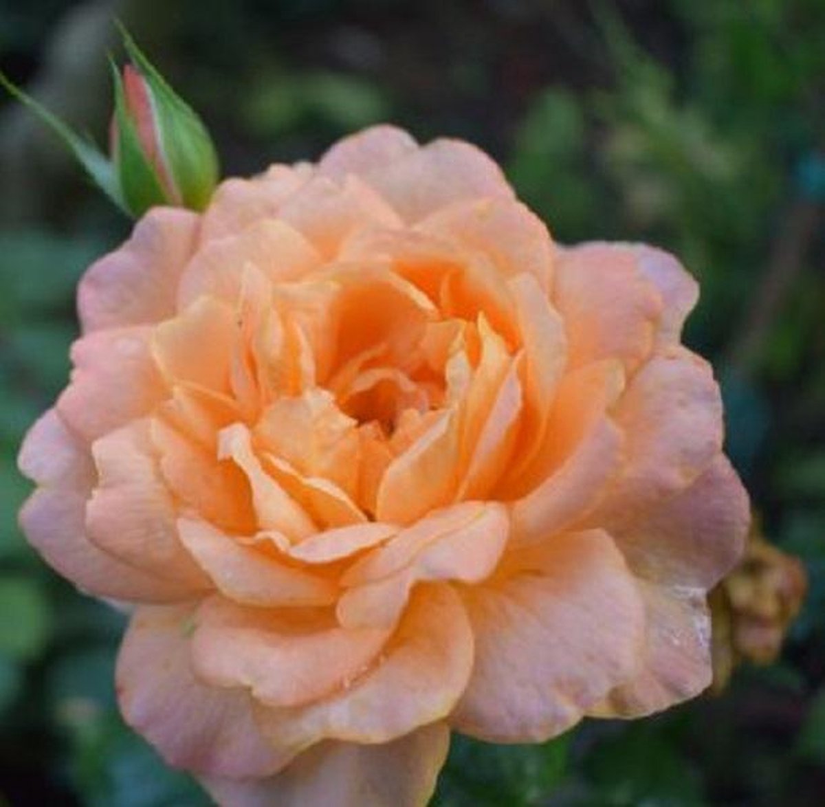 Rosa - Struikroos 'Favori' - blote wortel | bol.com