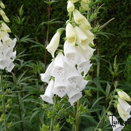 Digitalis purp. 'Alba' - Vingerhoedskruid | bol