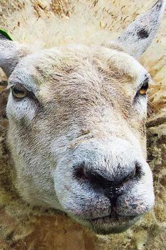 Sheepish Sheep, Wild Pages Press | 9781547157983 | Boeken | bol.com