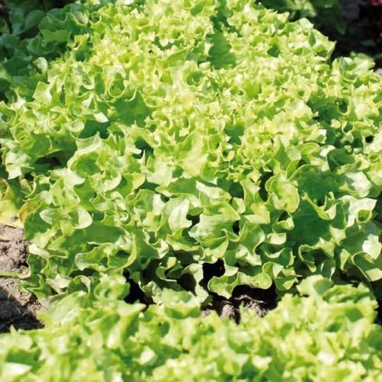 Groene krulsla plantjes - zelf groente kweken - moestuin - 10 planten | bol