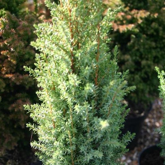 Juniperus Communis 'Compressa' - Jeneverbes 25-30 cm in pot | bol.com