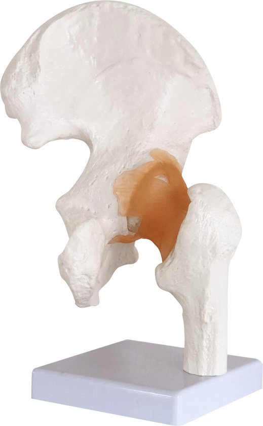 Het menselijk lichaam - anatomie model heupgewricht | bol.com