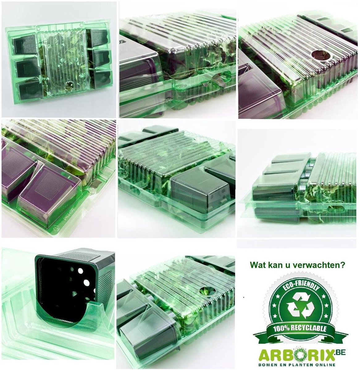 bol.com | 6 x Anchusa azurea 'Loddon Royalist' - Ossetong pot 9x9 cm