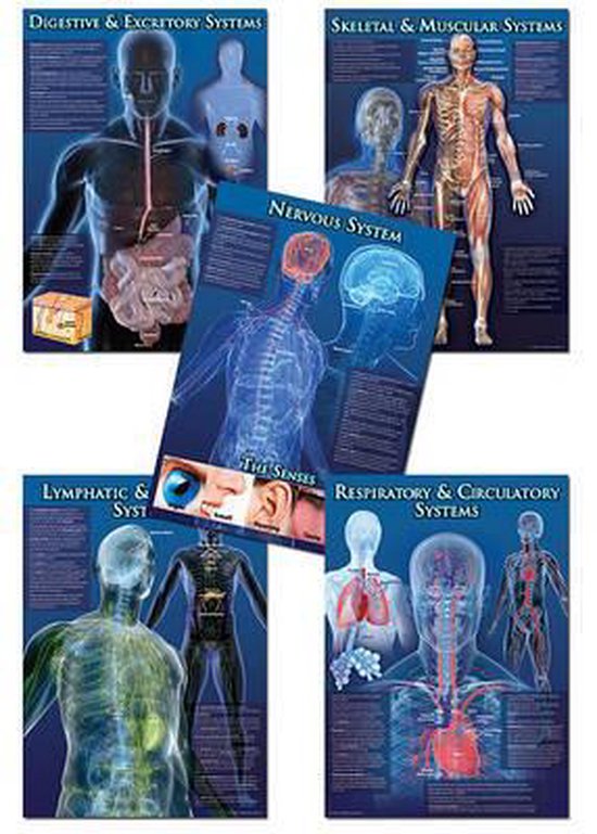 Human Body Facts Bulletin Board Set | 9781580375955 | Boeken | bol.com