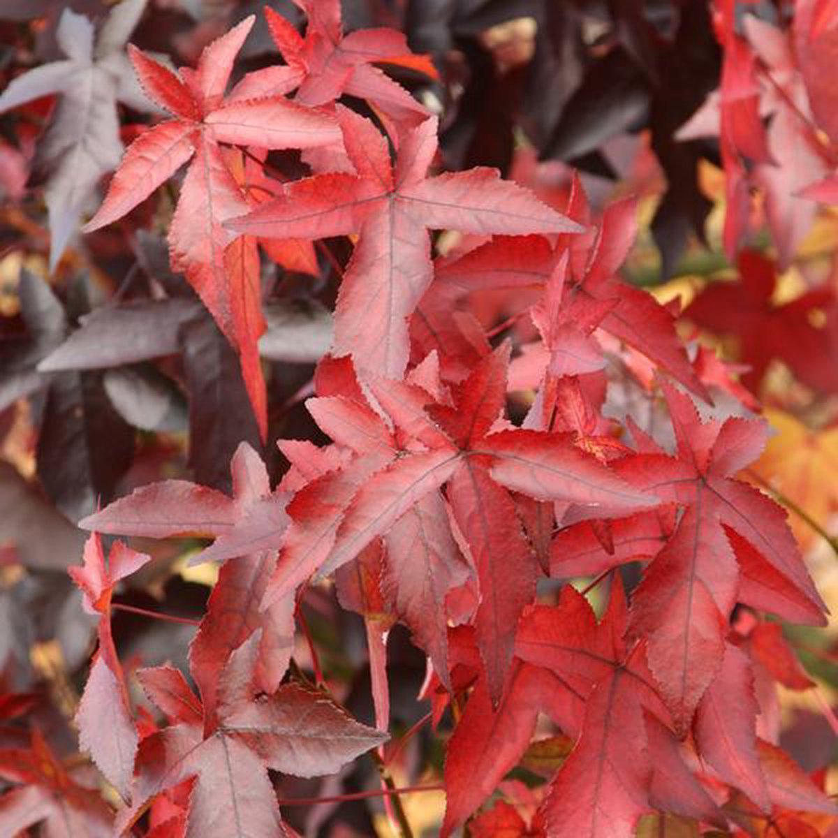 Liquidambar Styraciflua 'Worplesdon' - Amberboom - 175-200 cm pot | bol.com