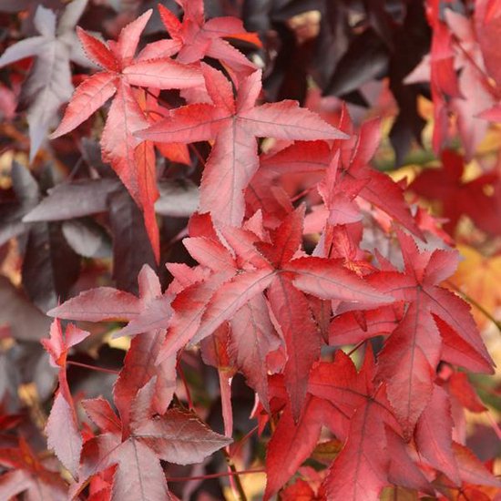 LIQUIDAMBAR STYRACIFLUA 'WORPLESDON' - Amberboom - 175-200 cm pot | bol
