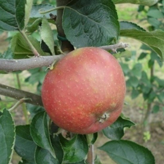 Malus Domestica 'Reinette De France' - Appel - Hoogstam 200cm Blote ...