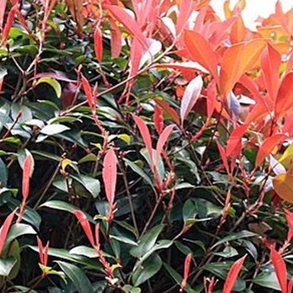 Photinia Fraseri 'Red Robin' - Photinia x fraseri 'Red Robin' - Arbre ...