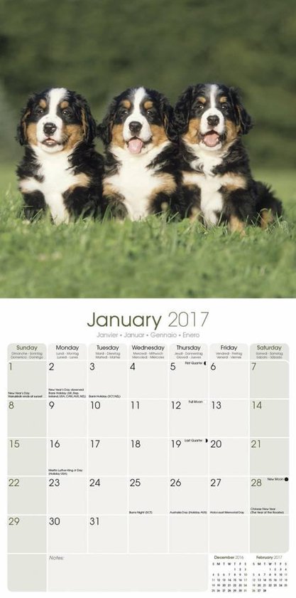 Berner Sennen Kalender 2017 Avonside | bol