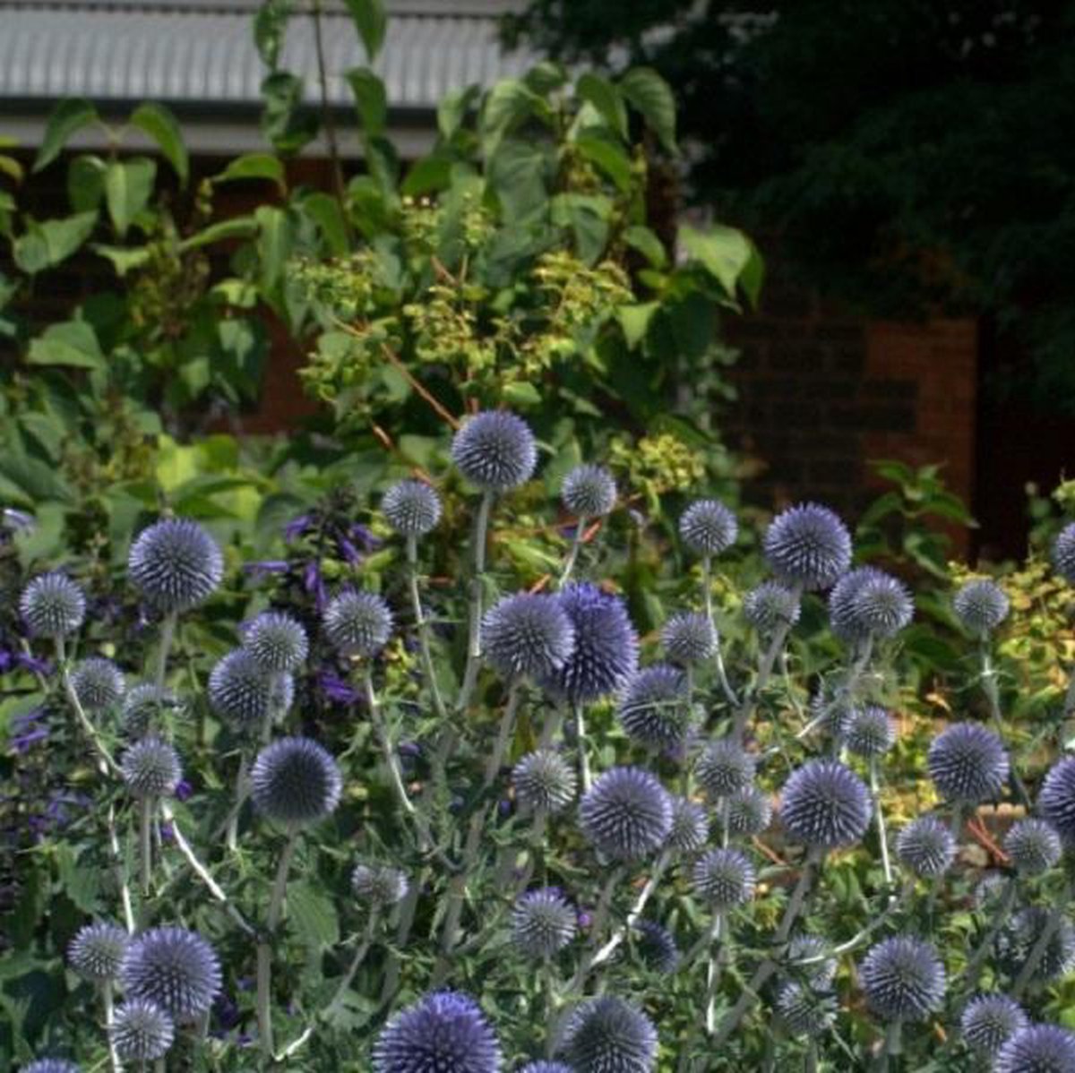 6 x Echinops Bannaticus 'Taplow Blue' - Kogeldistel pot 9x9cm | bol.com