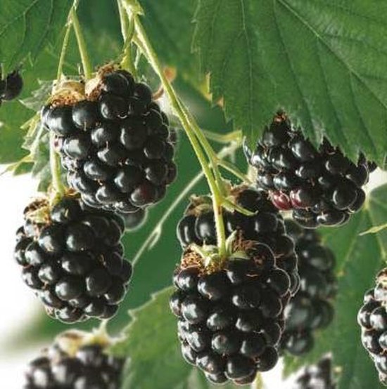 Rubus fruticosus Reuben | bol