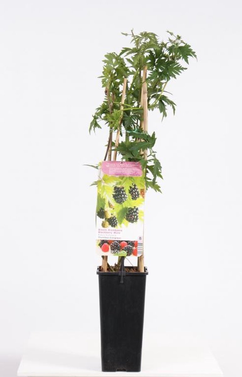 Bramenstruik - bramenplant - Rubus fruticosus Thornless Evergreen ...