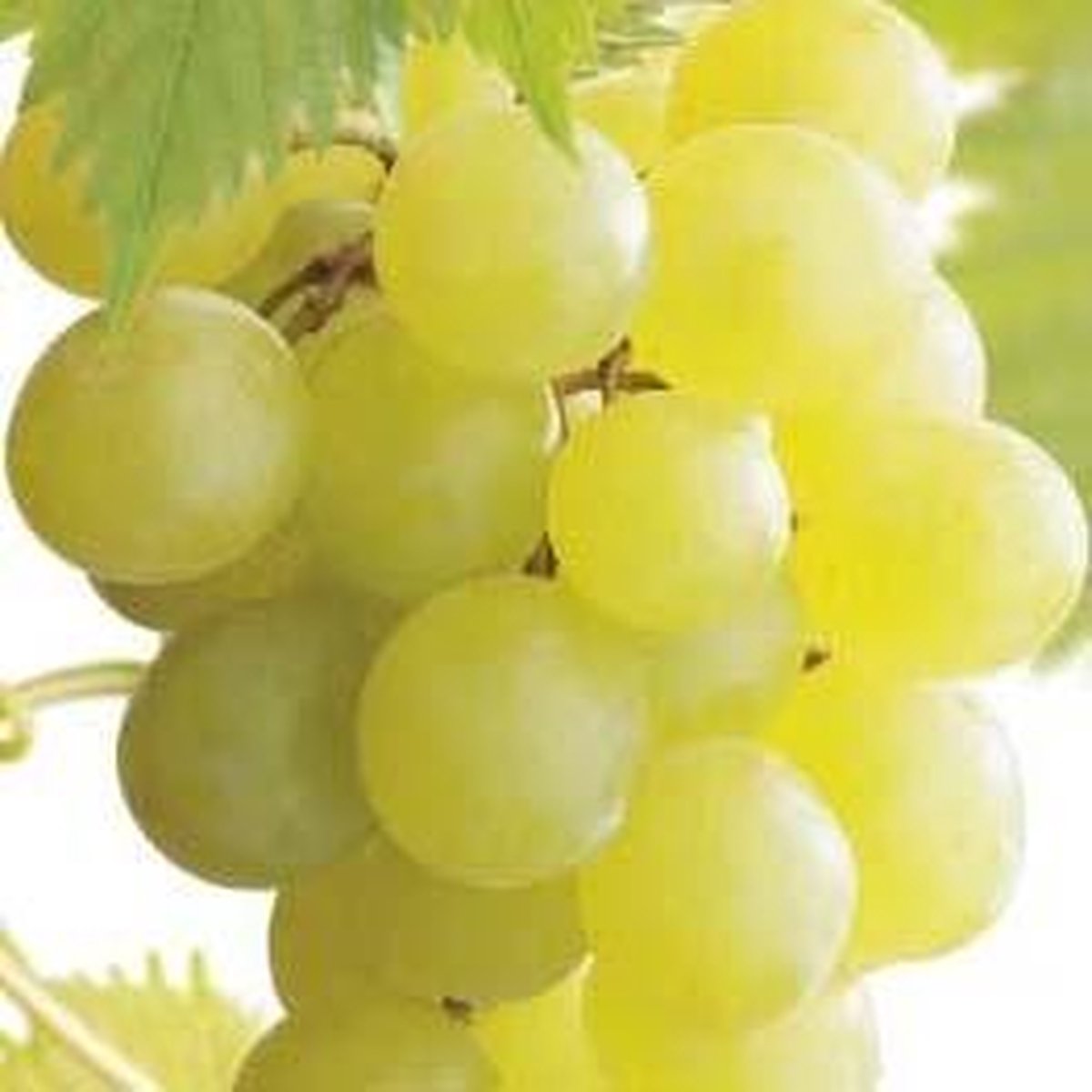 Druivenplant - druivenstruik - Vitis vinifera Himrod - witte pitloze ...