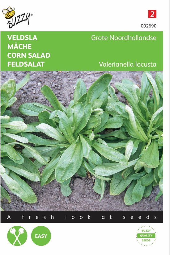 Veldsla Grote Noordhollandse - Valeriana locusta - set van 8 stuks ...
